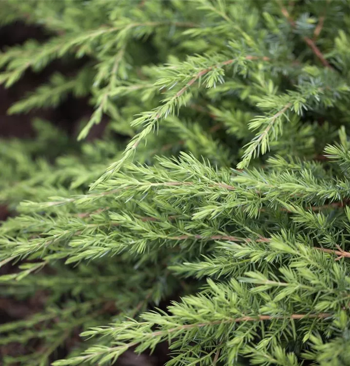 Juniperus conferta 'Schlager'
