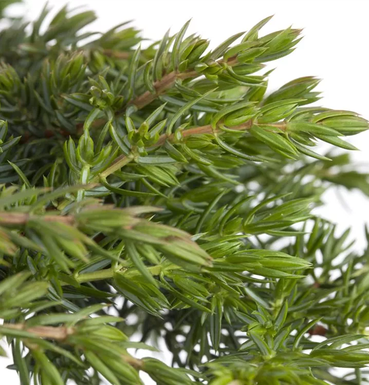 Juniperus com.'Green Mantle'