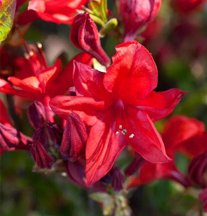 Rhododendron lut.'Royal Command'