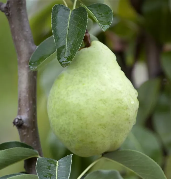 Birne Williams Christbirne